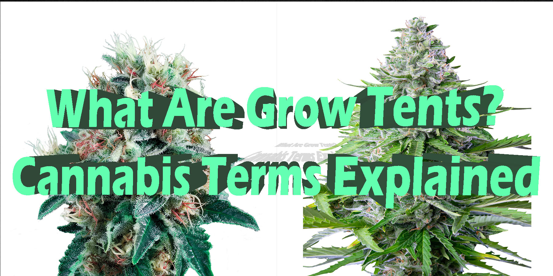 What Are Grow Tents? Cannabis Term Explained